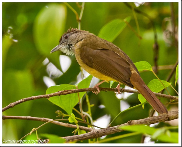 Naturalist Photography: Bulbul of Malaysia Part 3